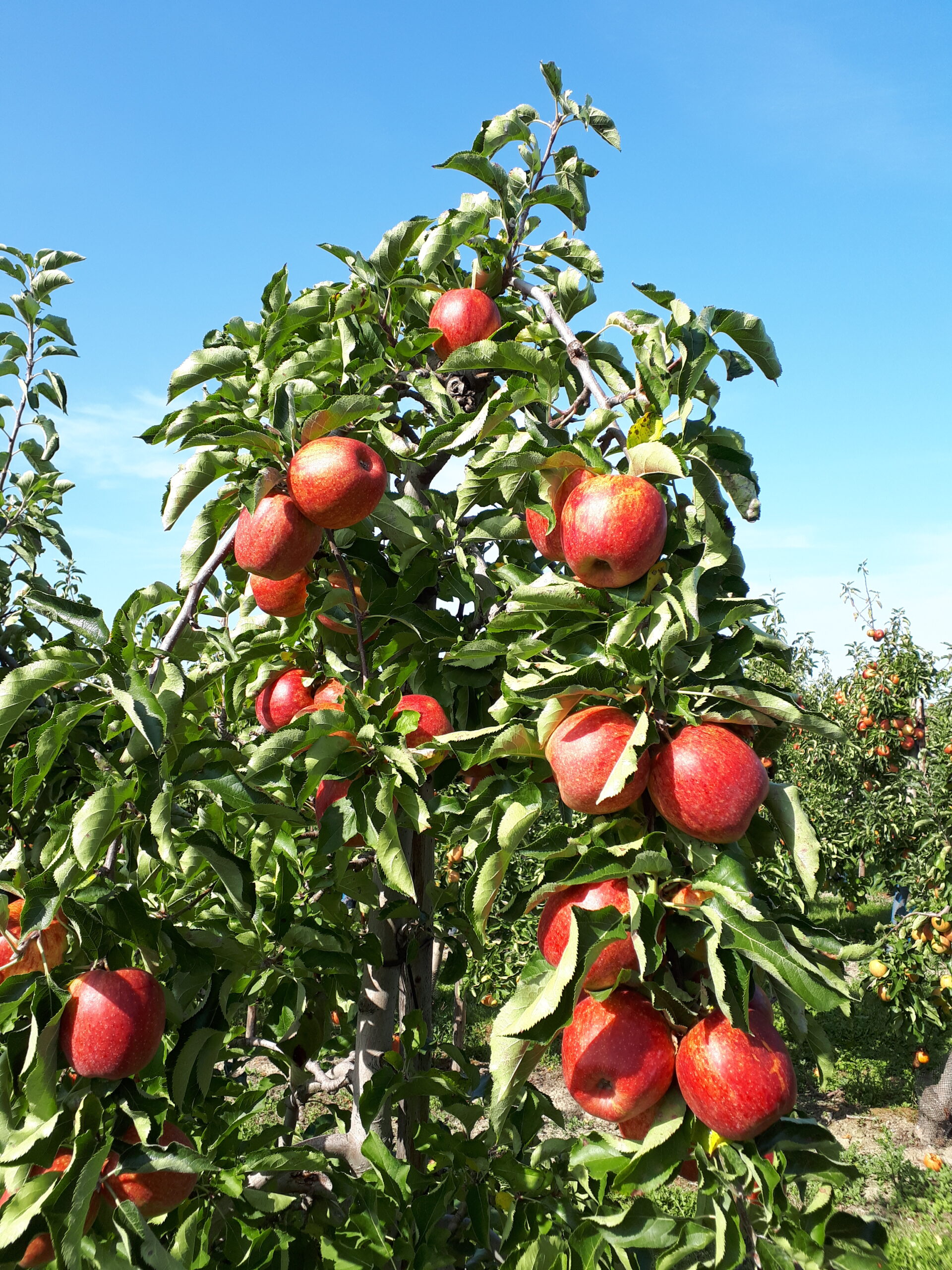 Appels, Peren, en Natuurbeleving | Camping Dobbelaar